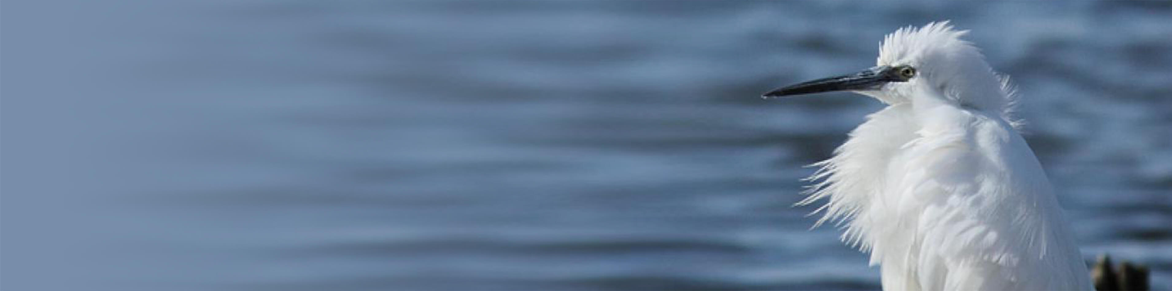 Contact us today to discover more about Birds of Poole Harbour - Birds ...