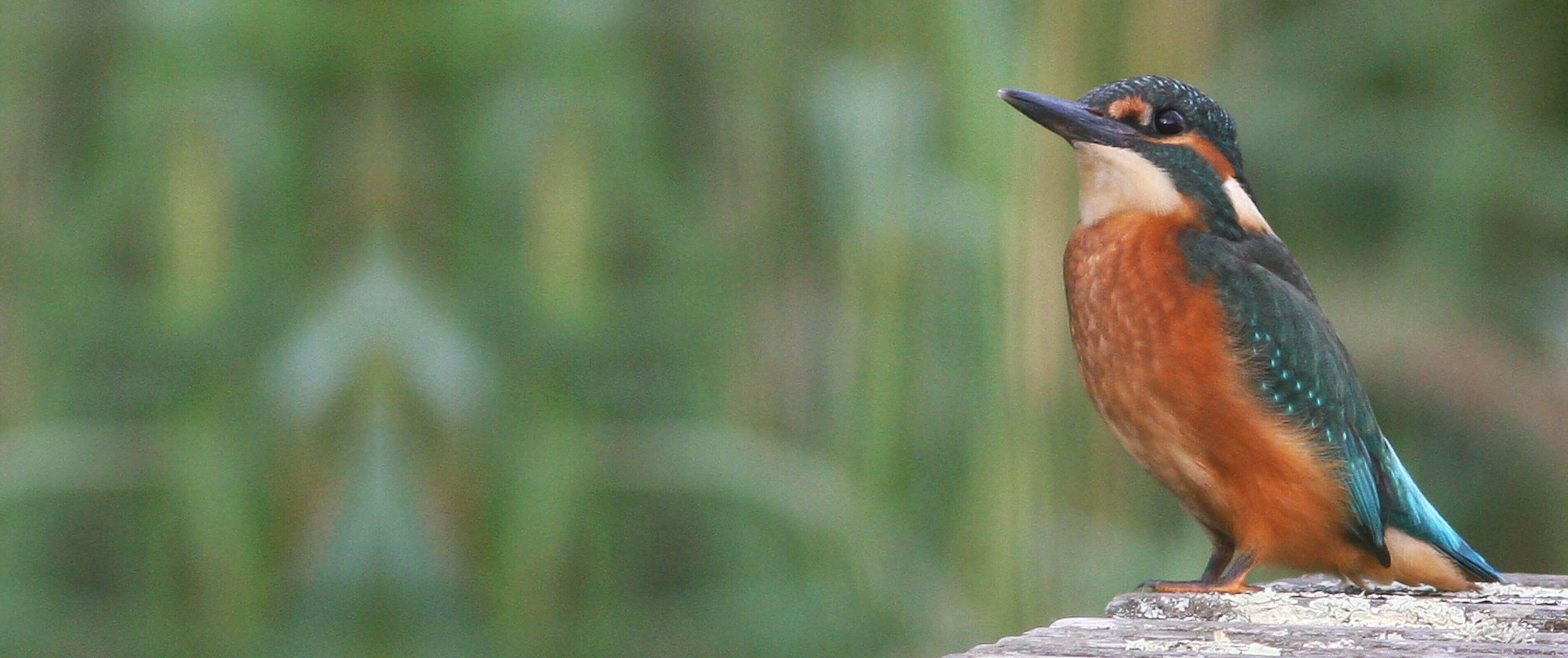 Terms of Service - Birds of Poole Harbour