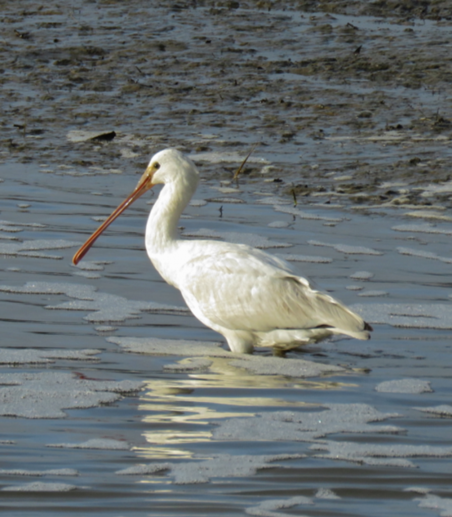 New record number of Spoonbill recorded in Poole Harbour - October 2018 ...