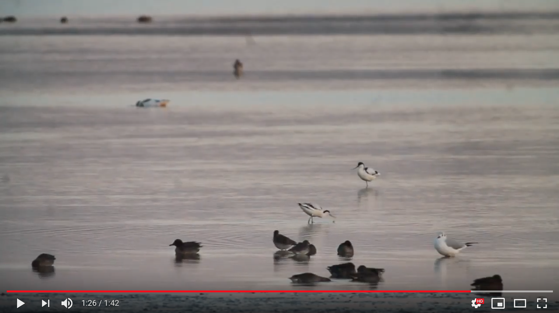 Avocet - Lytchett Bay - 27/11/13 - Birds of Poole Harbour