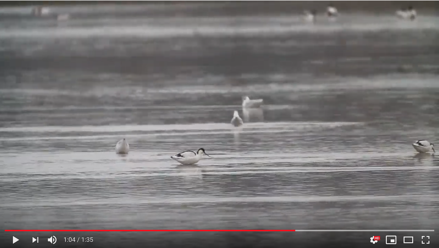 Avocet - Lytchett Bay - 02/12/13 - Birds of Poole Harbour