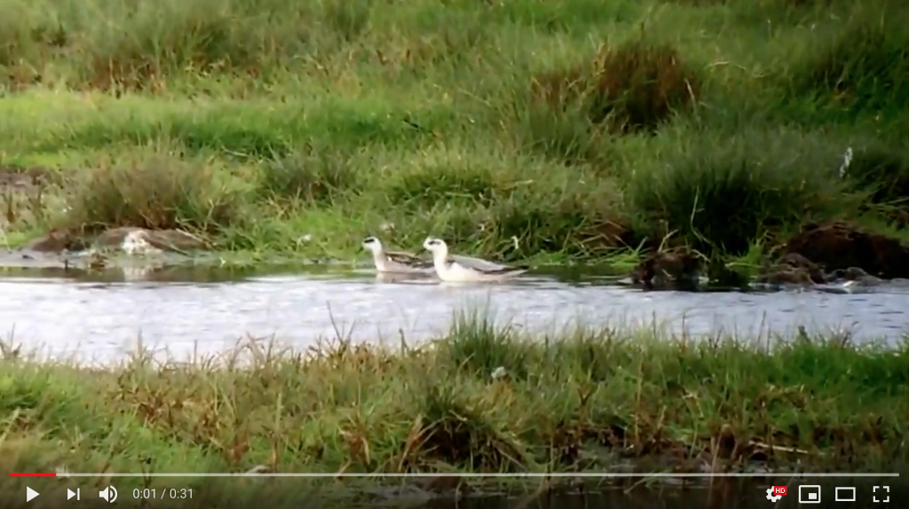 Red-necked and Grey Phalarope - Arne Moors - 21/09/17 - Birds of Poole ...