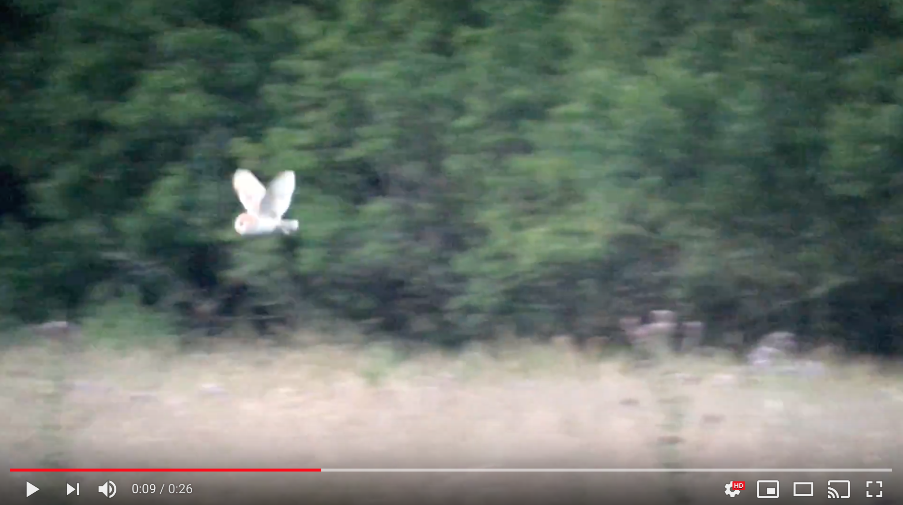 Barn Owl - Lytchett Fields - 27/06/18 - Birds of Poole Harbour