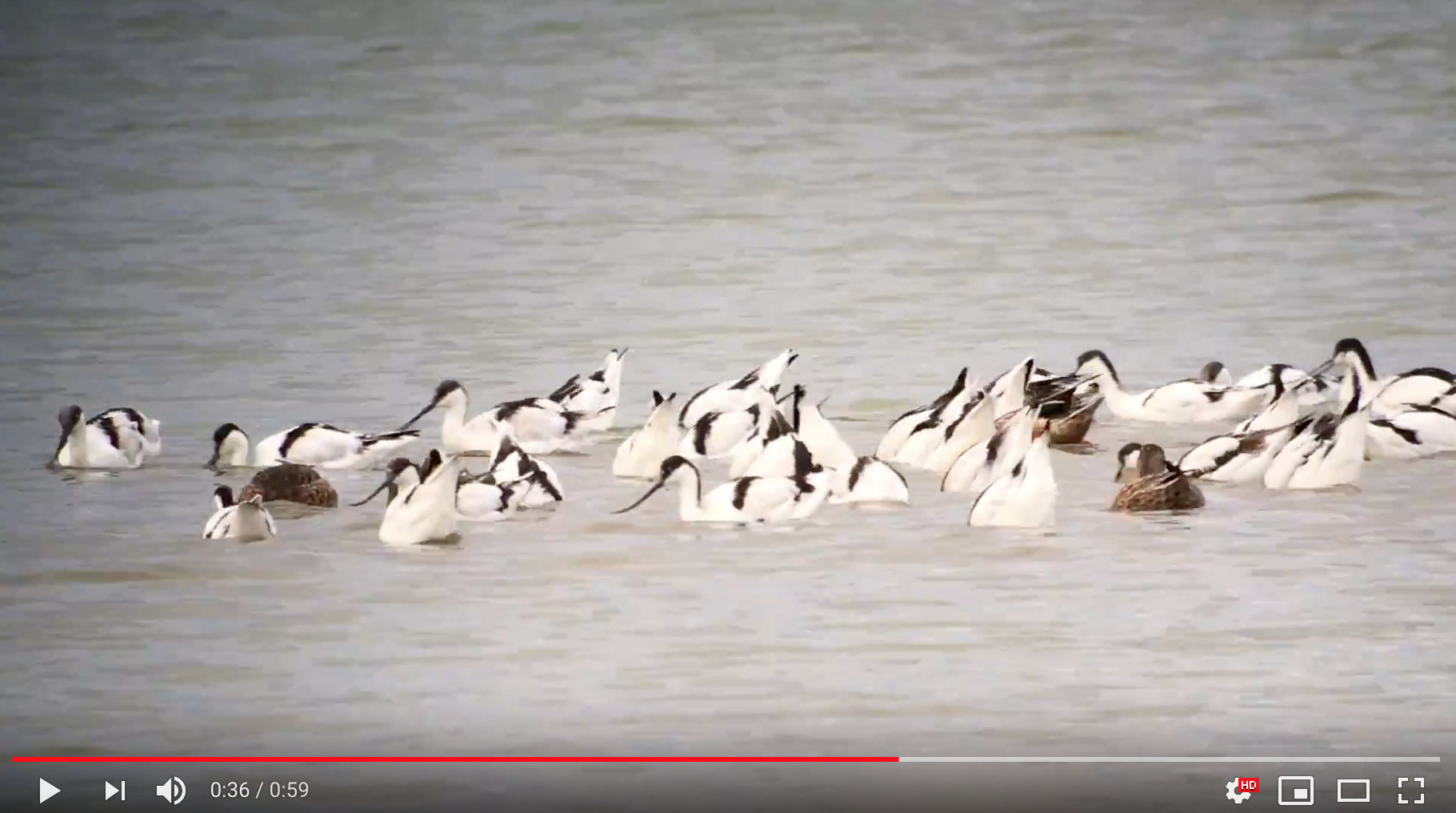 Avocet and Shoveler feeding flock - Brownsea Lagoon - 08/09/18 - Birds ...