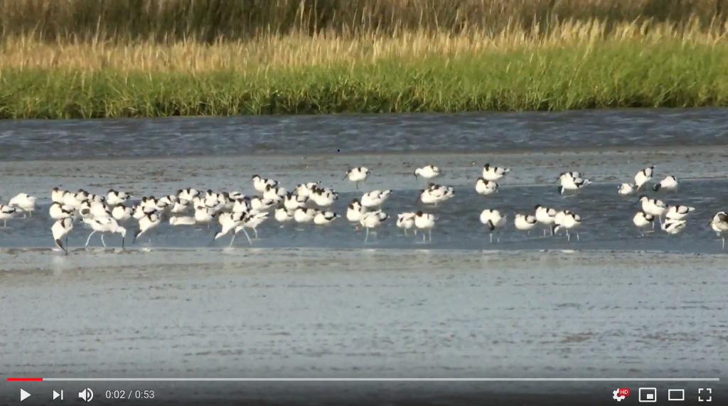 Avocet - Middlebere - 24/09/19 - Birds of Poole Harbour