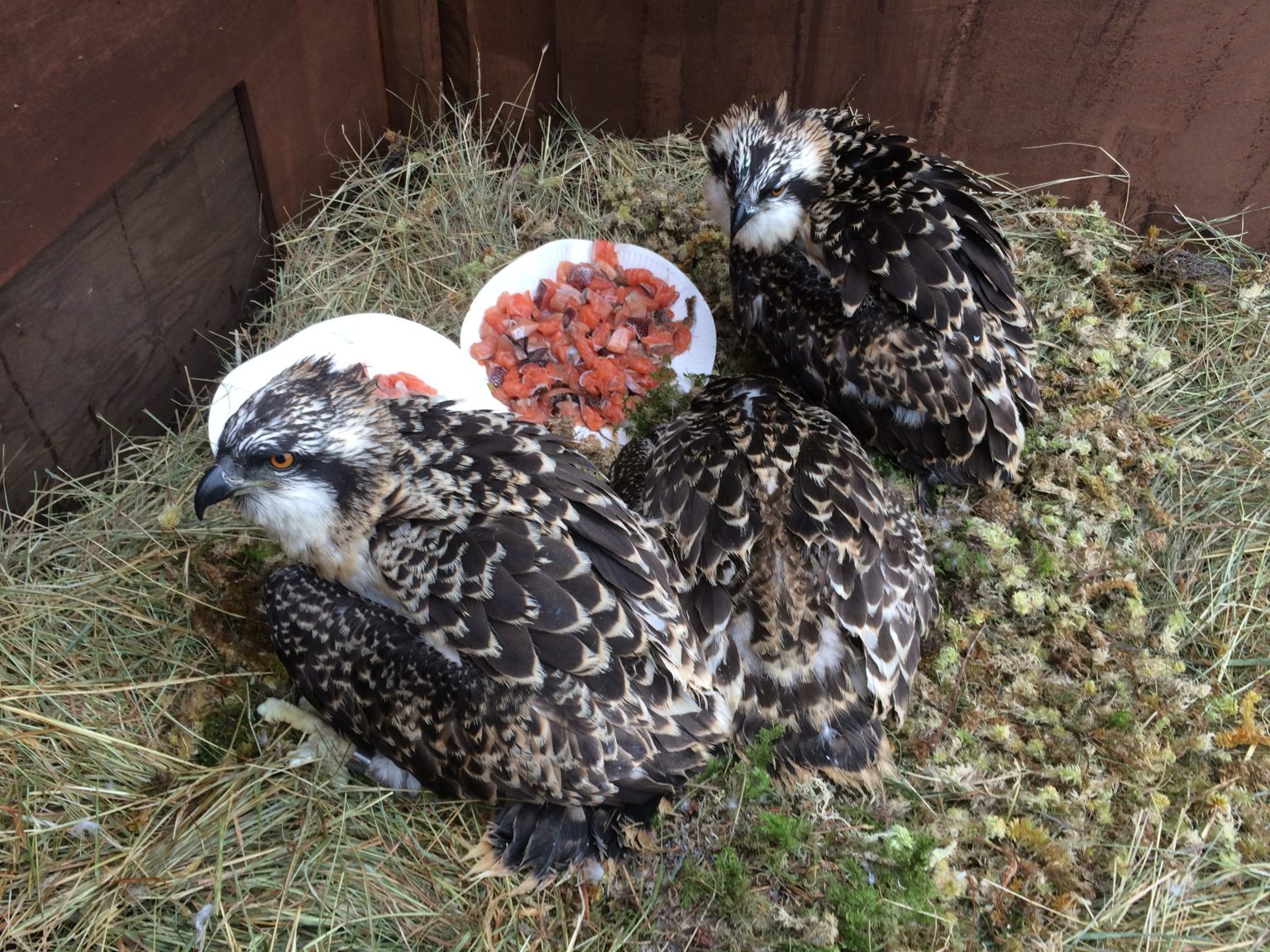 Osprey Translocation Project - Birds of Poole Harbour