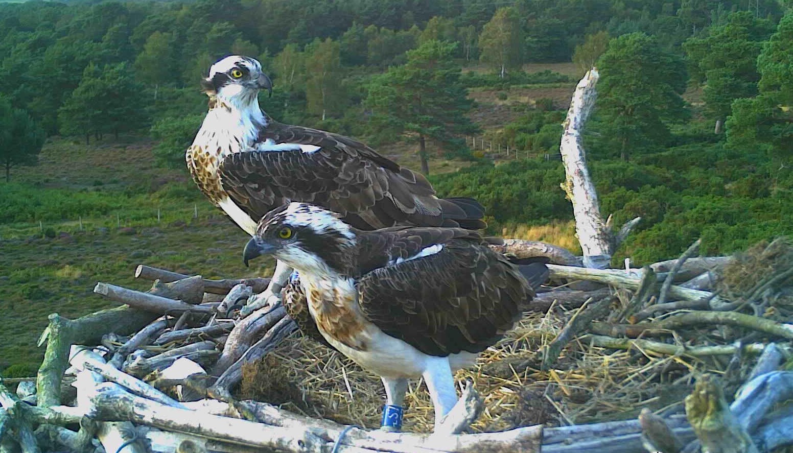 Poole Harbour Osprey Project Fundraiser - Birds of Poole Harbour