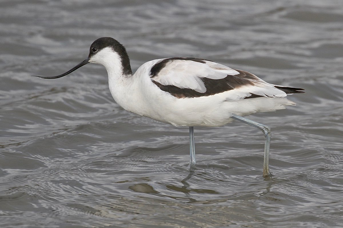 Harbour Update - posted 12/03/20 - Birds of Poole Harbour