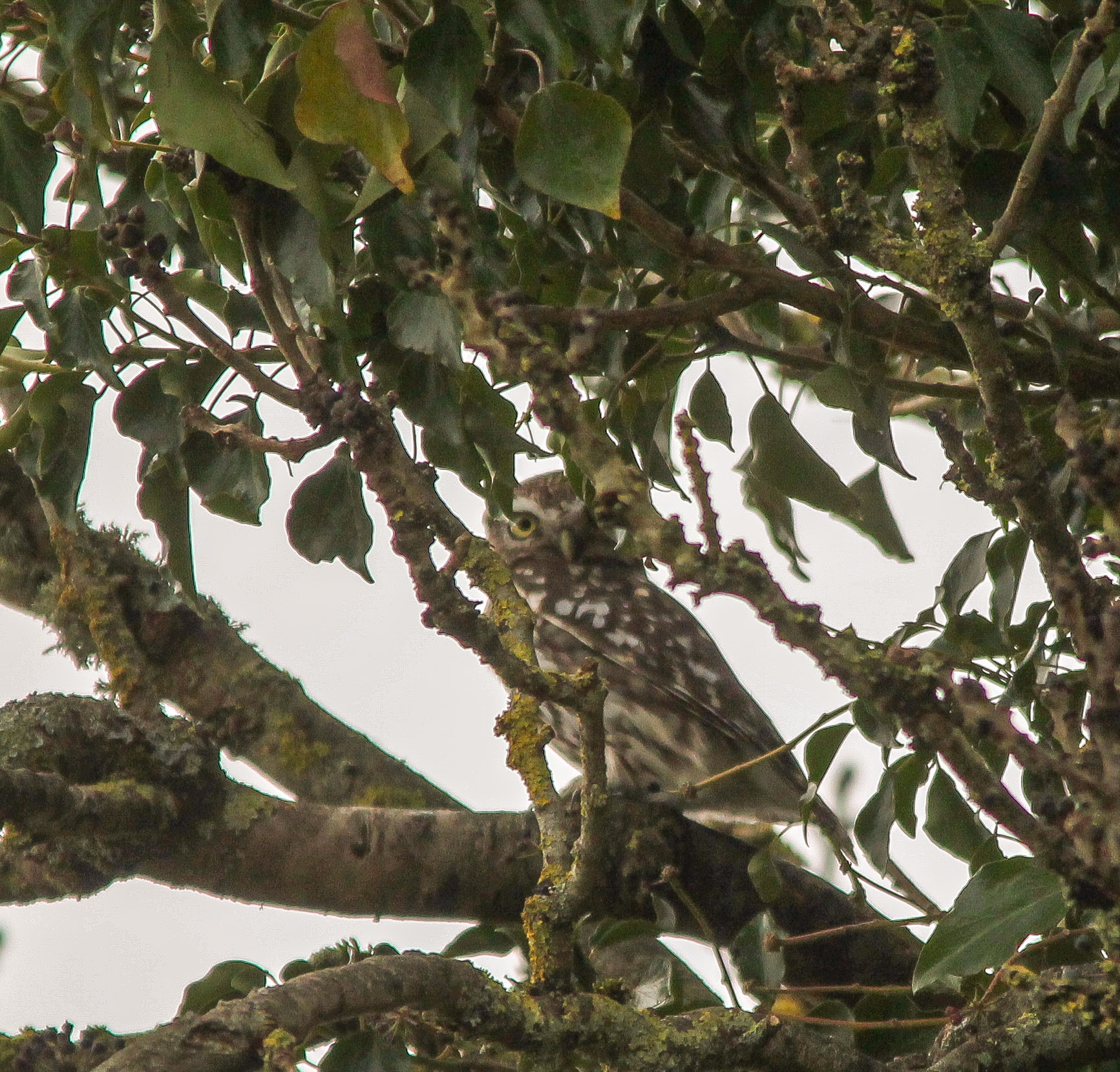 Harbour Update - posted 11/03/20 - Birds of Poole Harbour