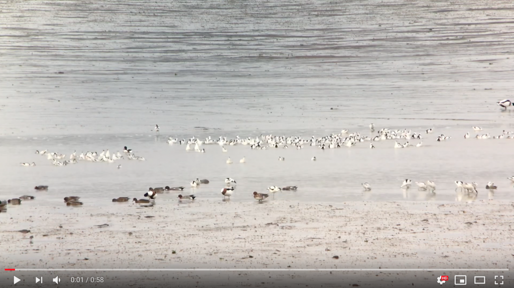 Avocet flock - Middlebere Channel - 24/11/19 - Birds of Poole Harbour
