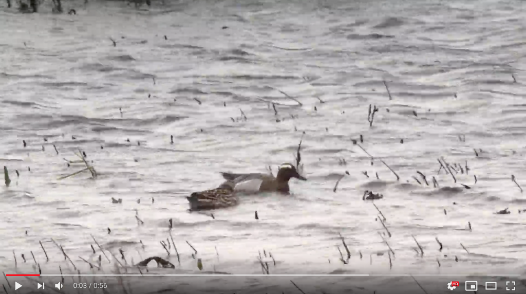 Garganey - Wareham Common - 20/03/20 - Birds of Poole Harbour