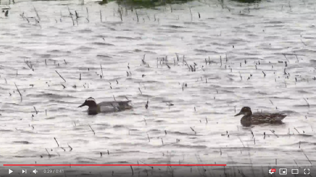 Garganey - Wareham Common - 20/03/20 - Birds of Poole Harbour