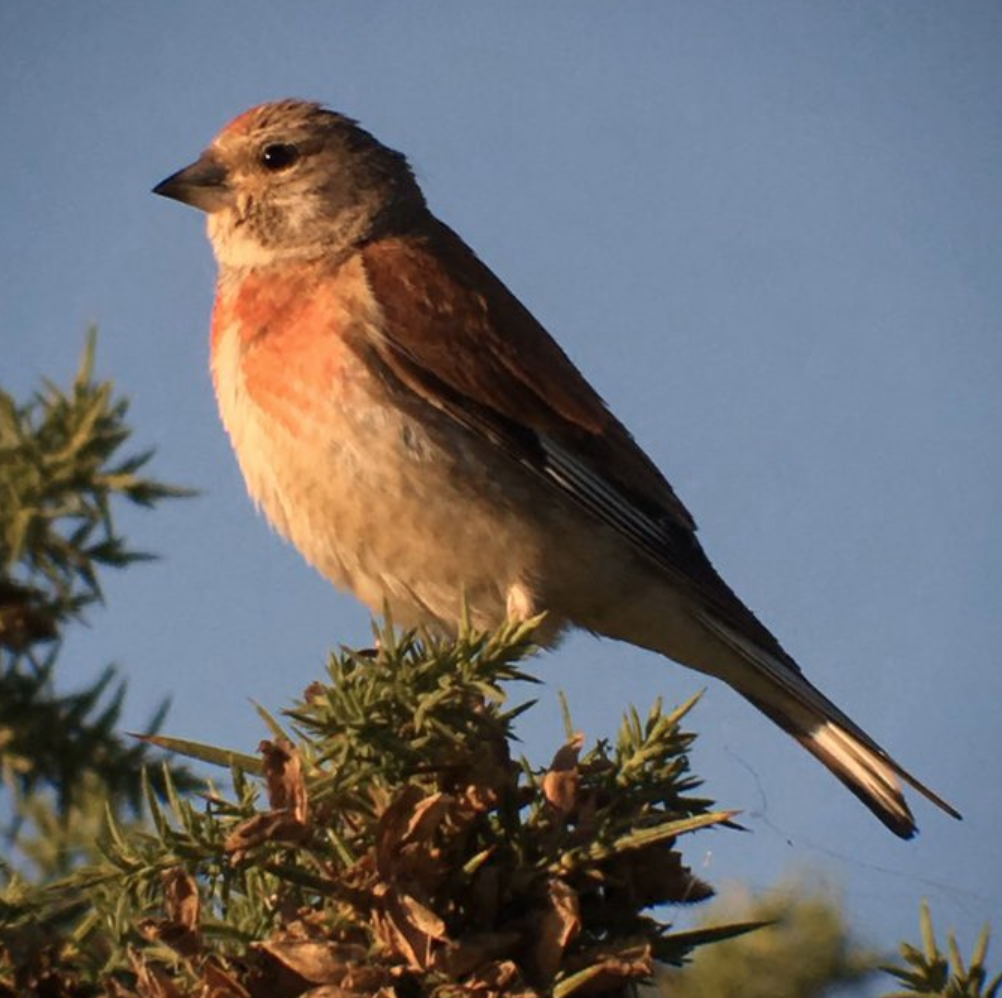 Harbour Update - posted 27/07/20 - Birds of Poole Harbour