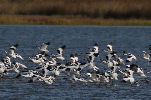 Harbour Update- posted 28/10/10 - Birds of Poole Harbour