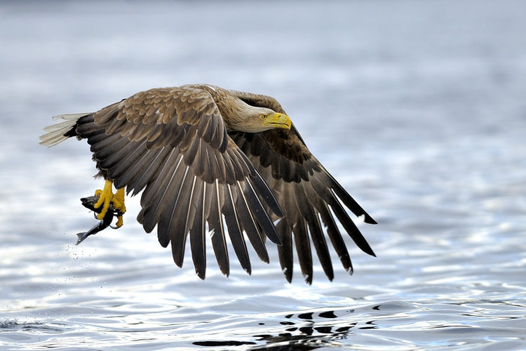 Returning Eagles to Wales - Birds of Poole Harbour