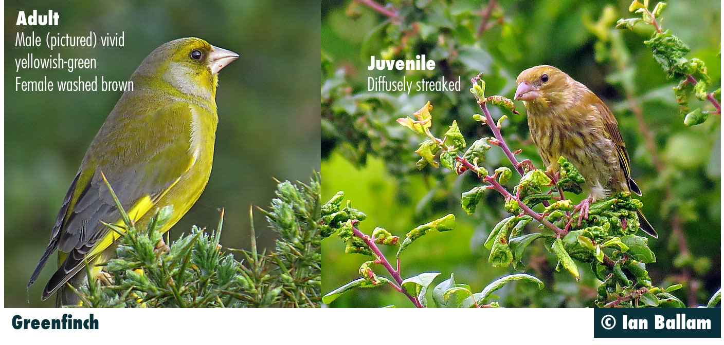 Winter Birding with Birds of Poole Harbour: Focus on Finches - Birds of ...