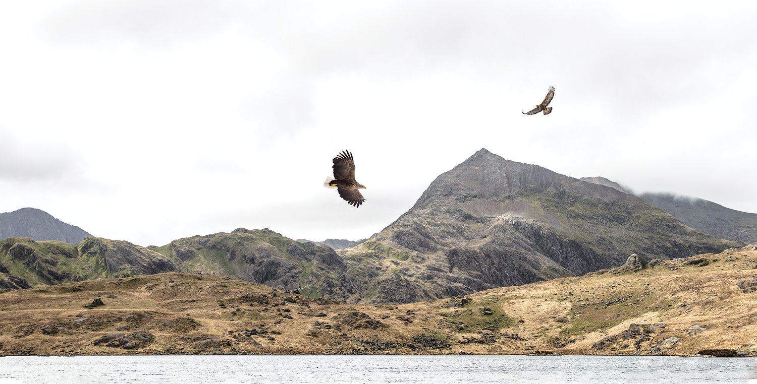 Returning Eagles to Wales - Birds of Poole Harbour