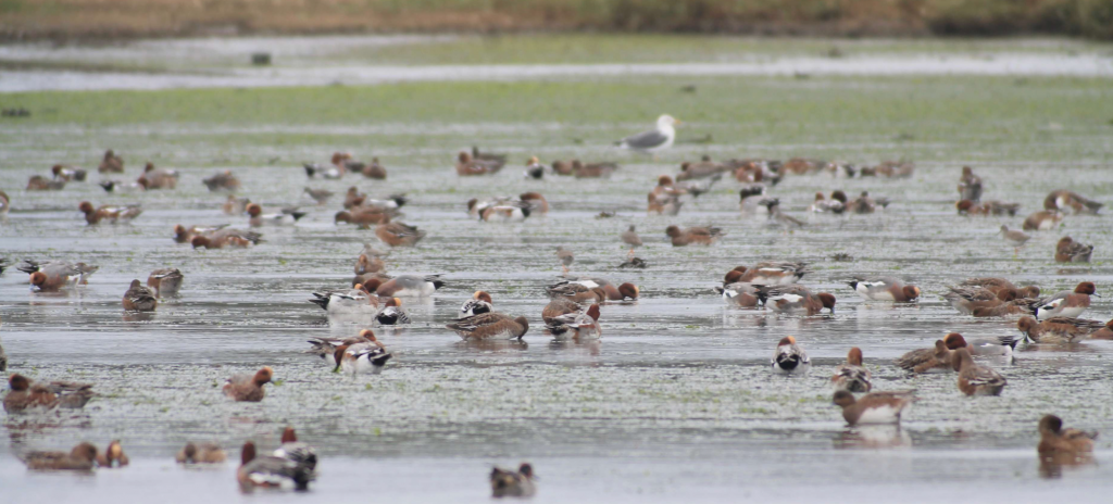 Winter birding with Birds of Poole Harbour - Birds of Poole Harbour
