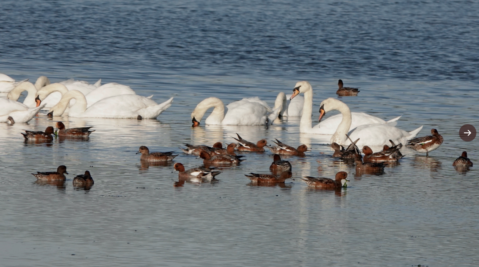 Sightings Archive - Birds of Poole Harbour