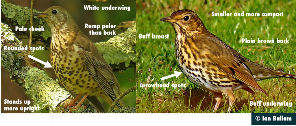 Winter Birding with Birds of Poole Harbour: Thrushes - Birds of Poole ...