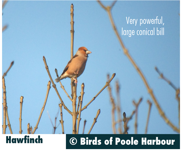 Winter Birding with Birds of Poole Harbour: Focus on Finches - Birds of ...