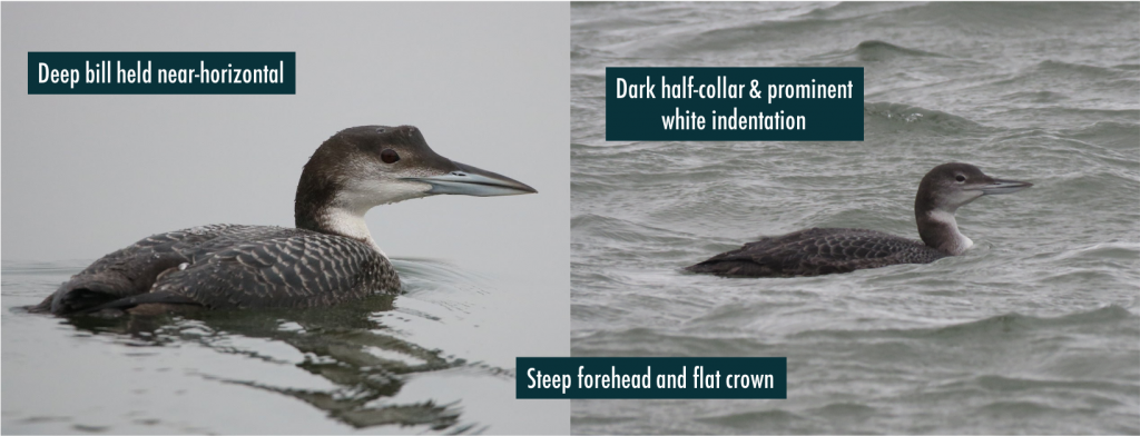 Winter Birding with Birds of Poole Harbour: Delving into Diver ...