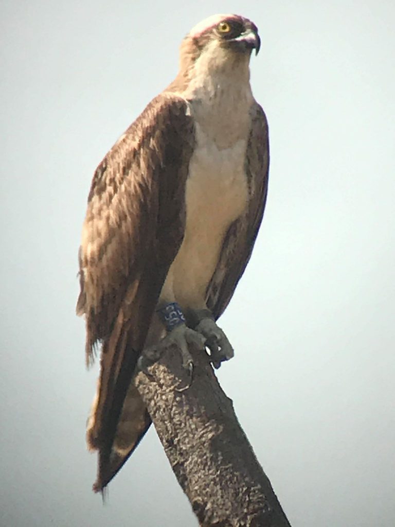 Rutland & Poole: Two of a Kind - Birds of Poole Harbour