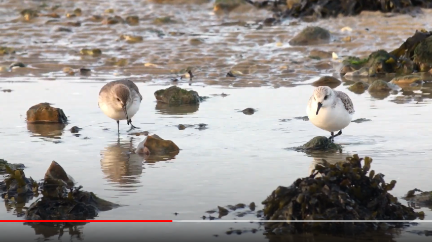 Sanderling and Dunlin - Shore Road, Sandbanks - 09/12/20 - Birds of ...
