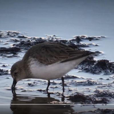 Media Archive - Birds of Poole Harbour