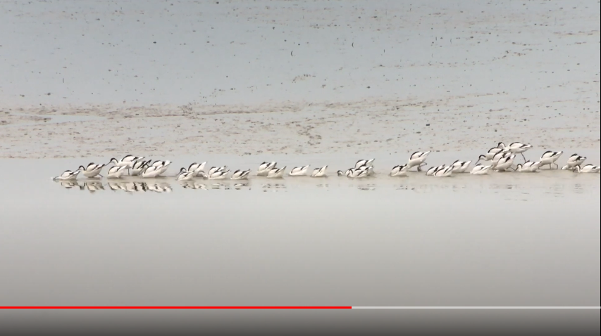 Avocet feeding flock - Middlebere - 22/11/20 - Birds of Poole Harbour