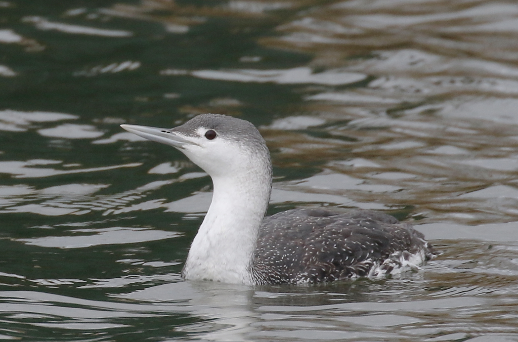 Harbour Update - posted 14/02/21 - Birds of Poole Harbour