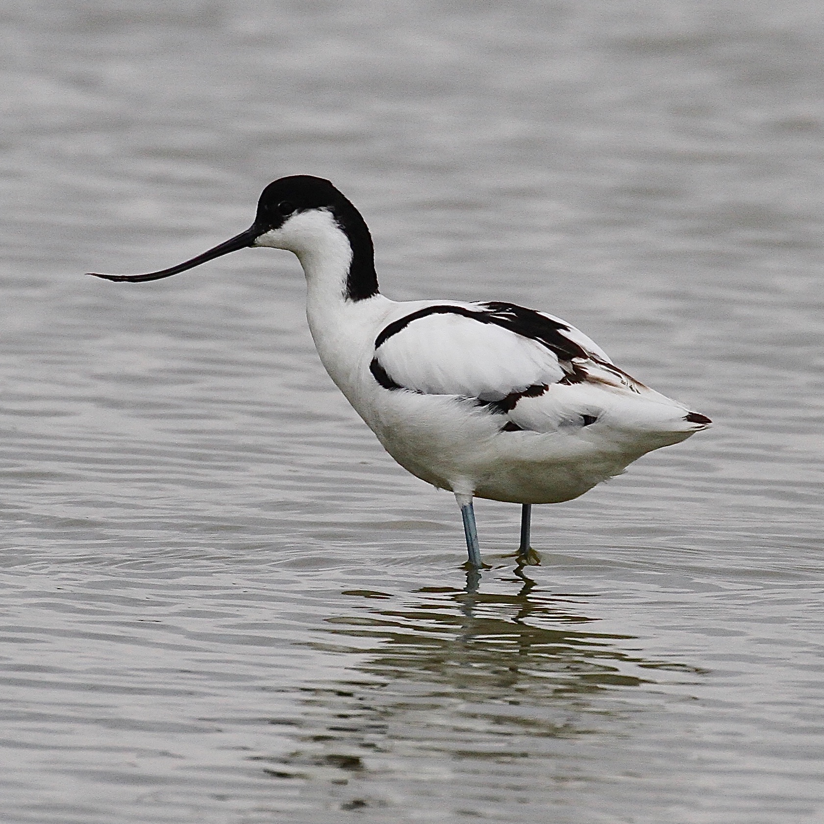 Harbour Update - posted 14/04/21 - Birds of Poole Harbour