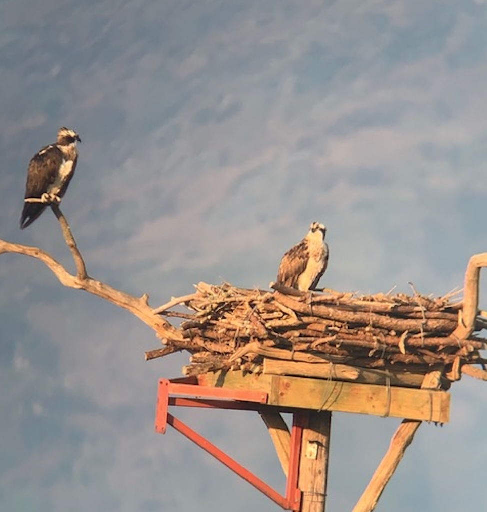 Exciting Osprey Project Update – Female 014 Settles on Nest in Wales ...