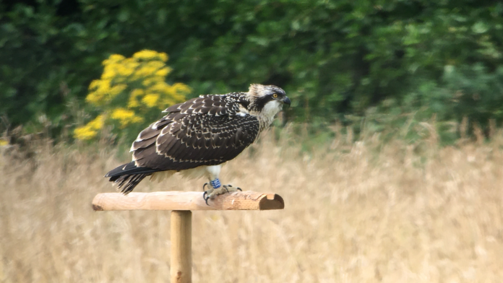 Osprey Translocation Project - 2021 - Birds of Poole Harbour