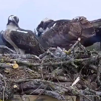 The Poole Harbour Osprey Project - Birds of Poole Harbour