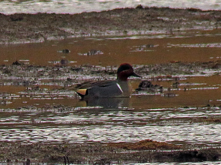 Sightings Archive - Birds of Poole Harbour