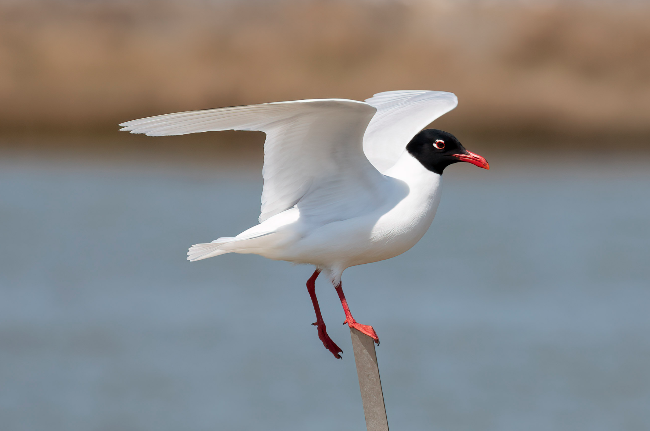 Harbour Update - posted 17/04/22 - Birds of Poole Harbour