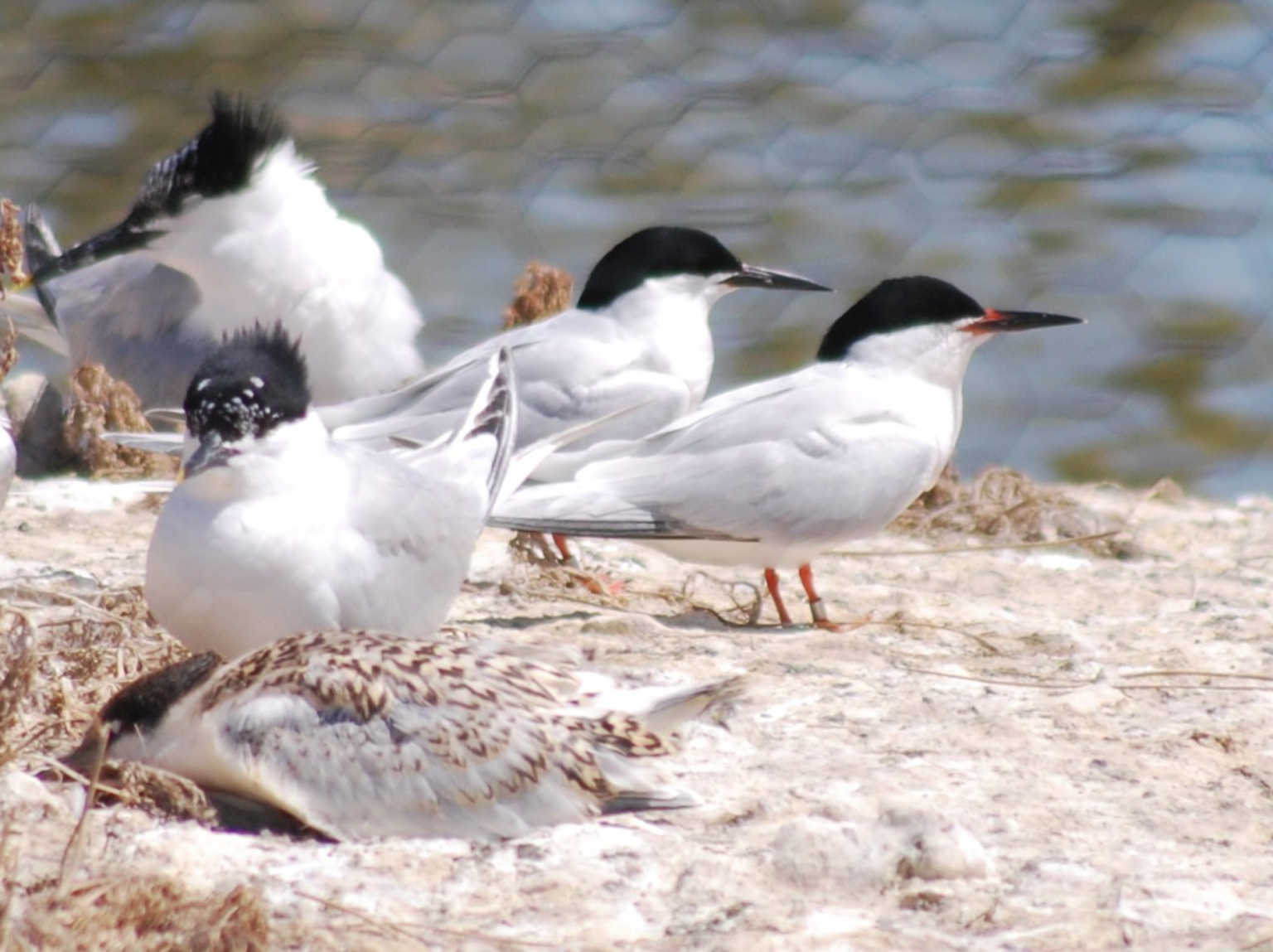 Sightings Archive - Page 2 of 304 - Birds of Poole Harbour