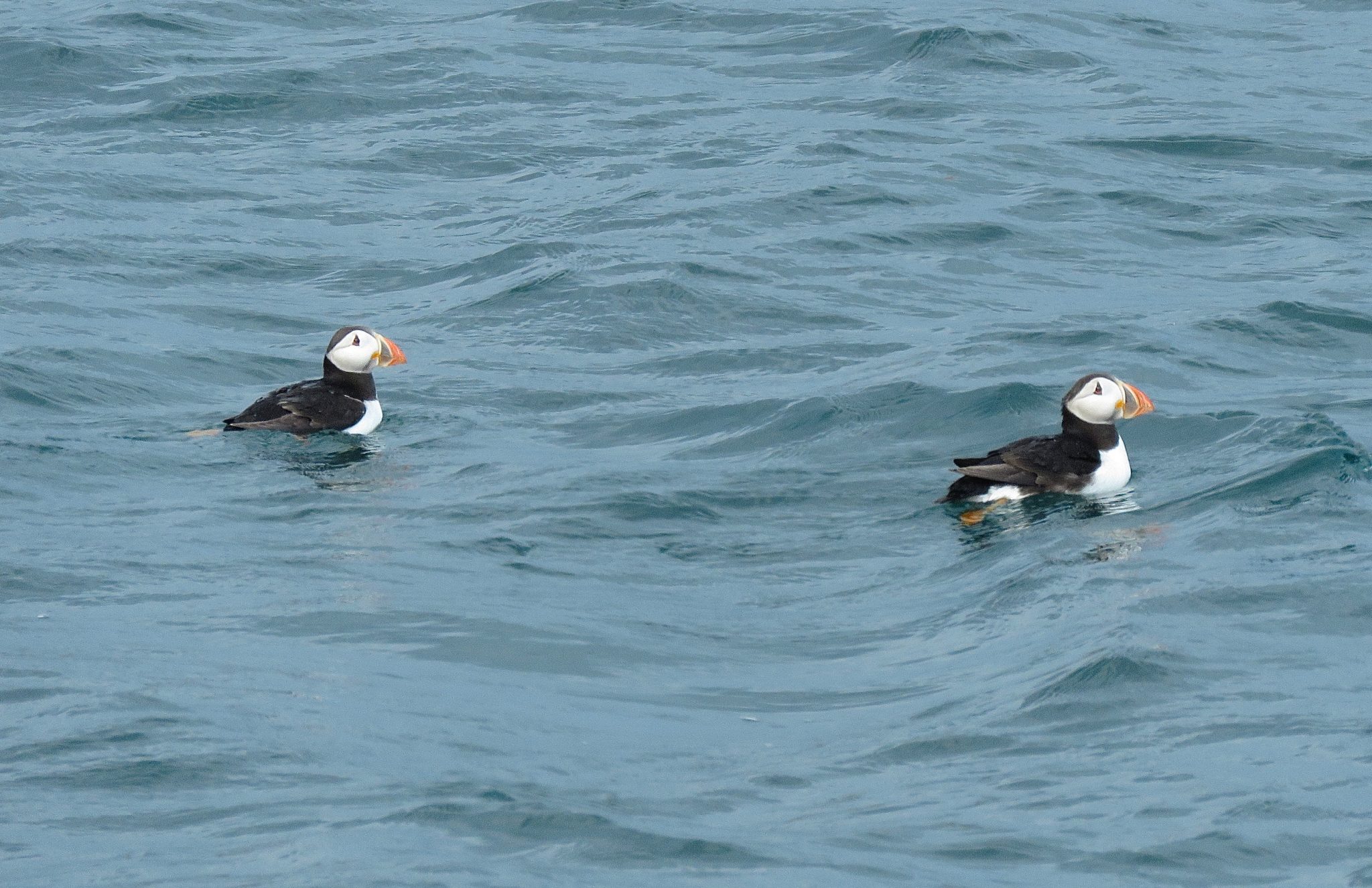 Sightings Archive - Page 2 of 305 - Birds of Poole Harbour