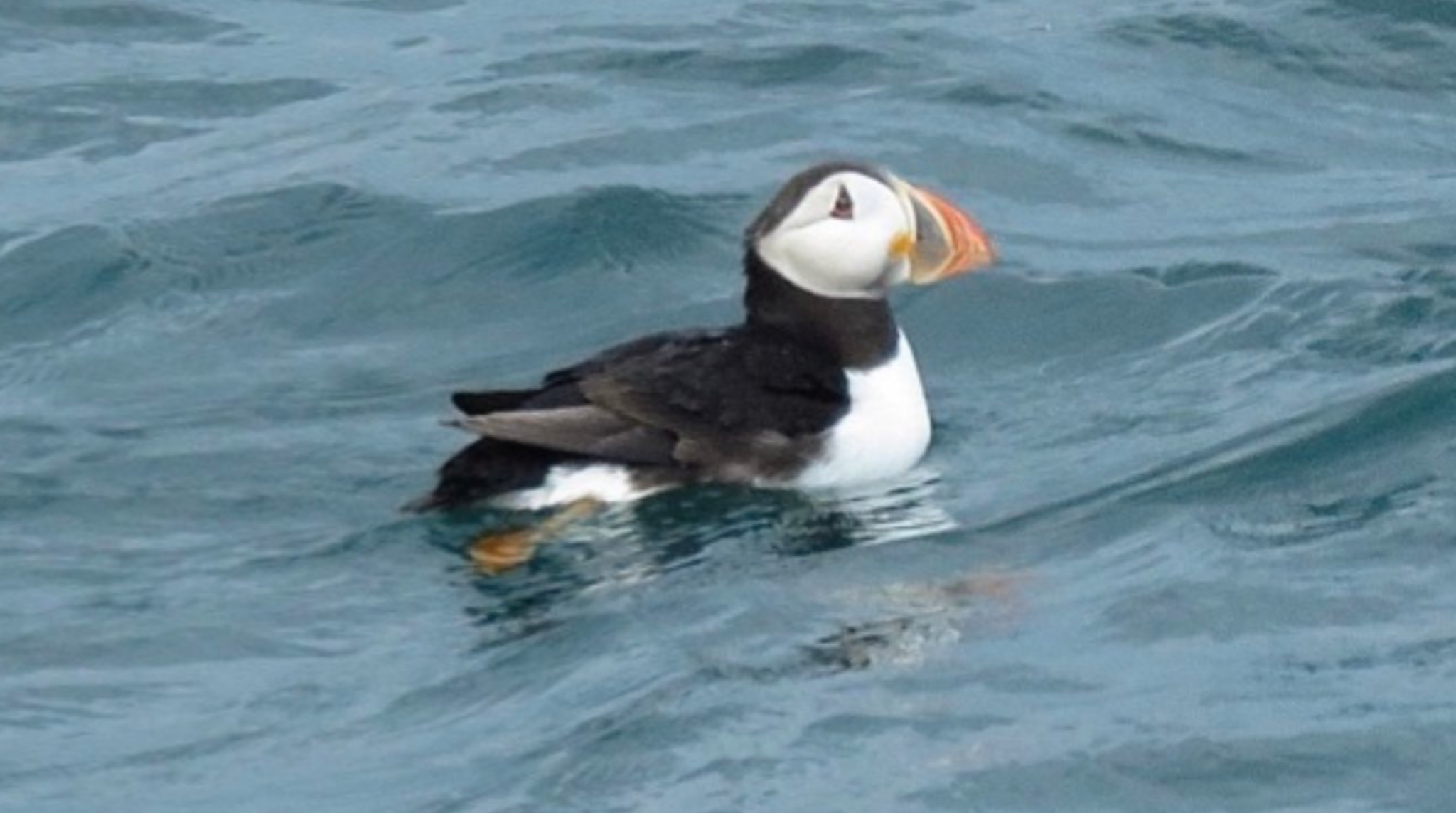 Sightings Archive - Birds of Poole Harbour