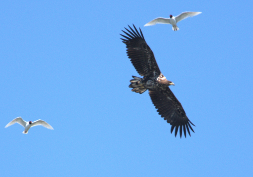 Sightings Archive - Birds of Poole Harbour