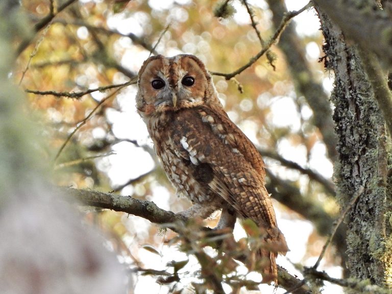 Sightings Archive - Birds of Poole Harbour