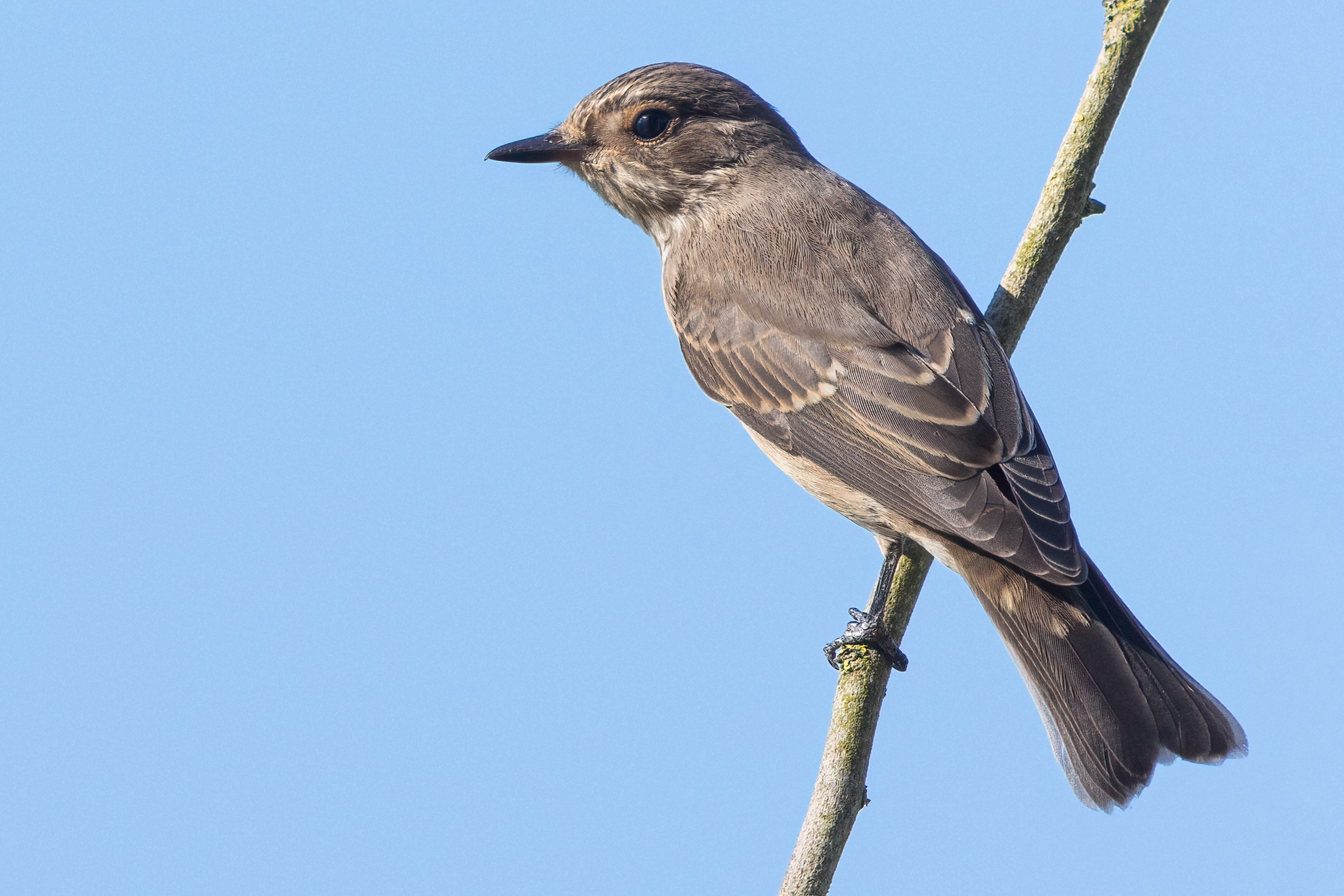 Sightings Archive - Birds of Poole Harbour