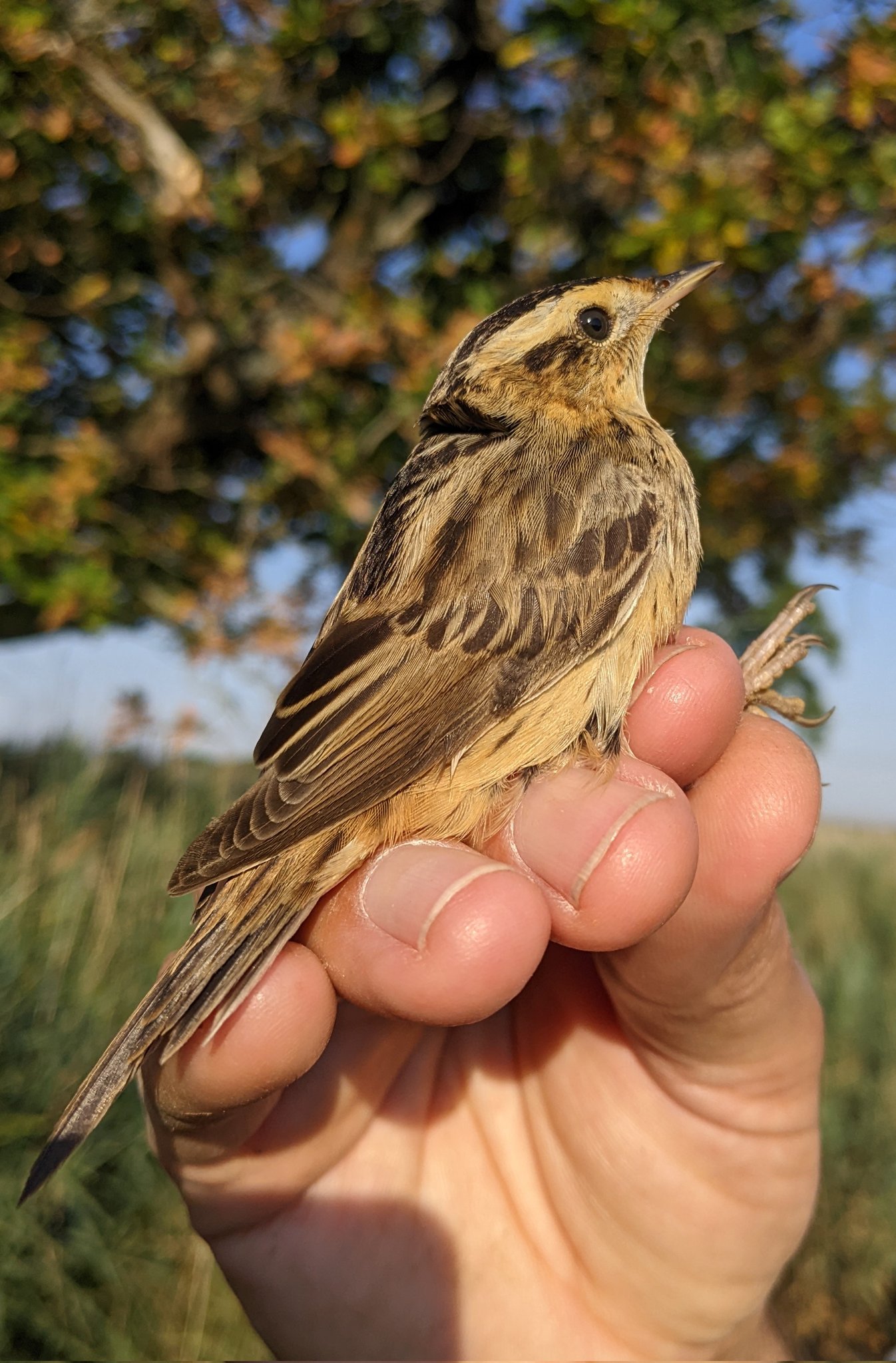 Sightings Archive - Birds of Poole Harbour
