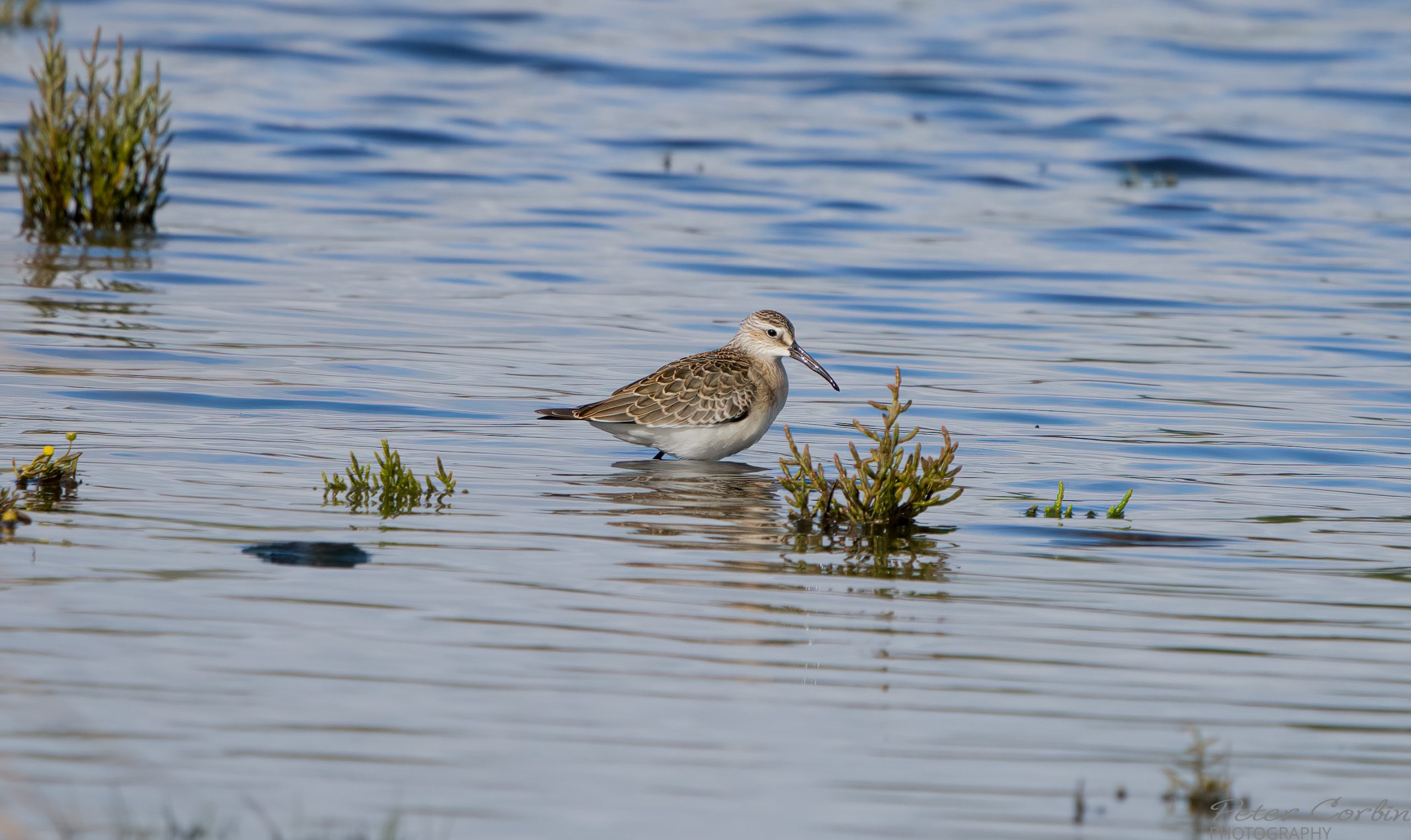 Harbour Update - posted 07/09/22 - Birds of Poole Harbour