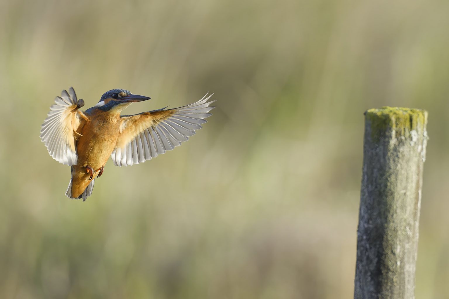 Sightings Archive - Birds of Poole Harbour