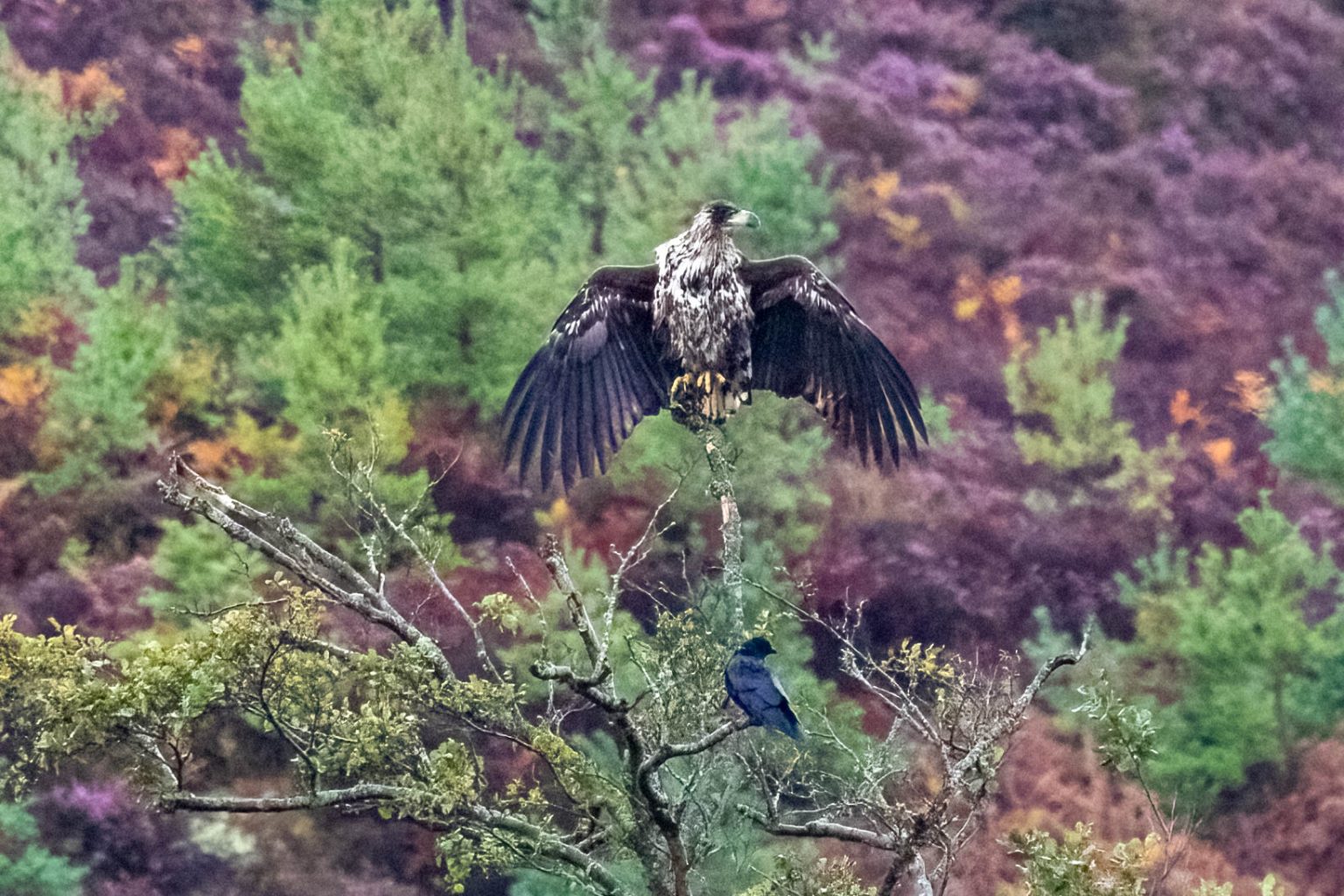Sightings Archive - Birds of Poole Harbour