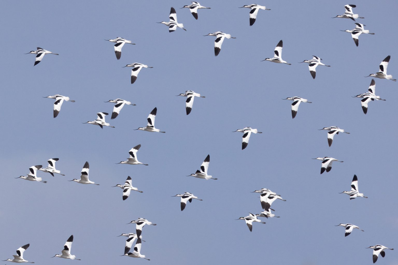 Sightings Archive - Birds of Poole Harbour