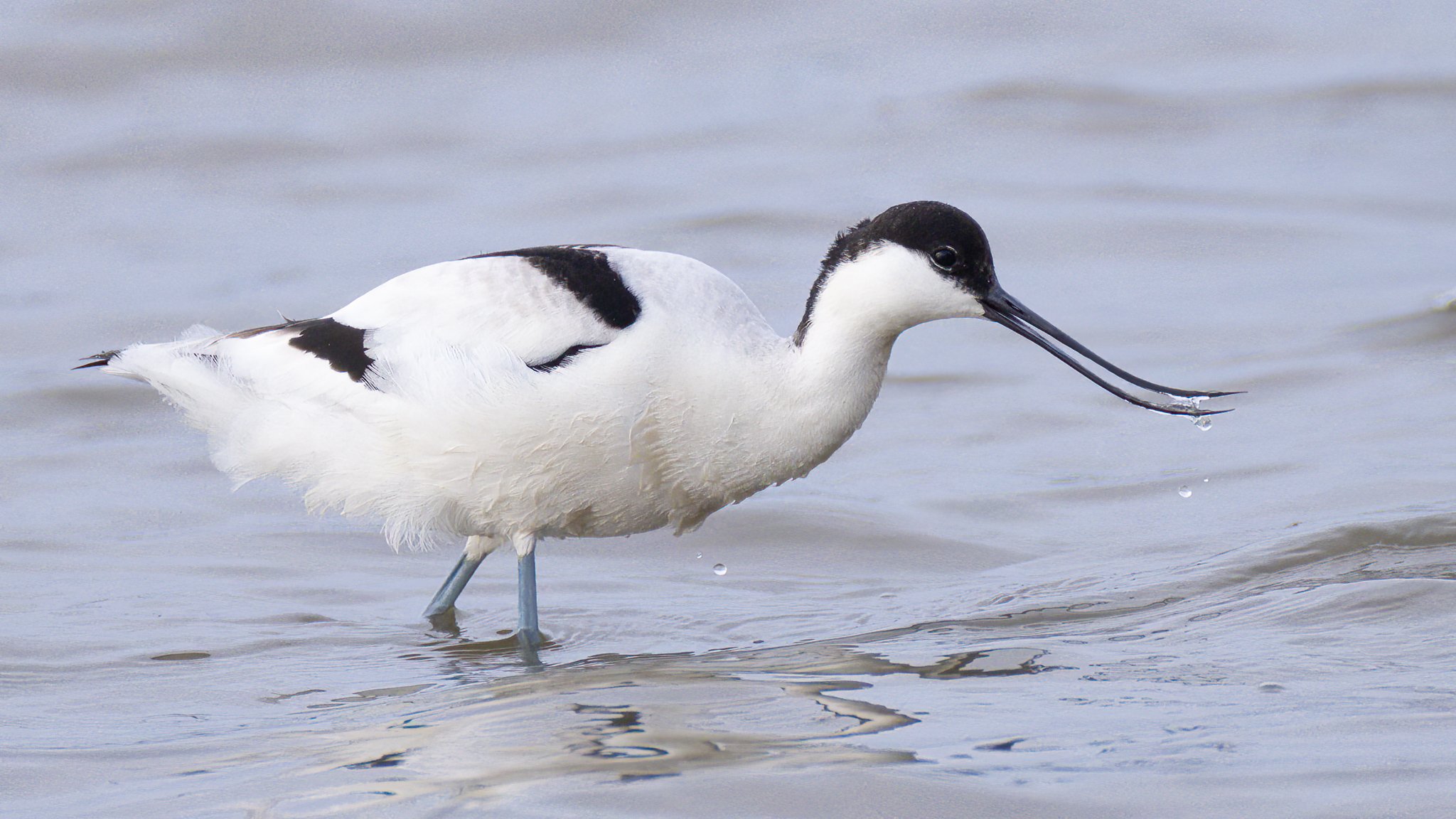 Sightings Archive - Birds of Poole Harbour