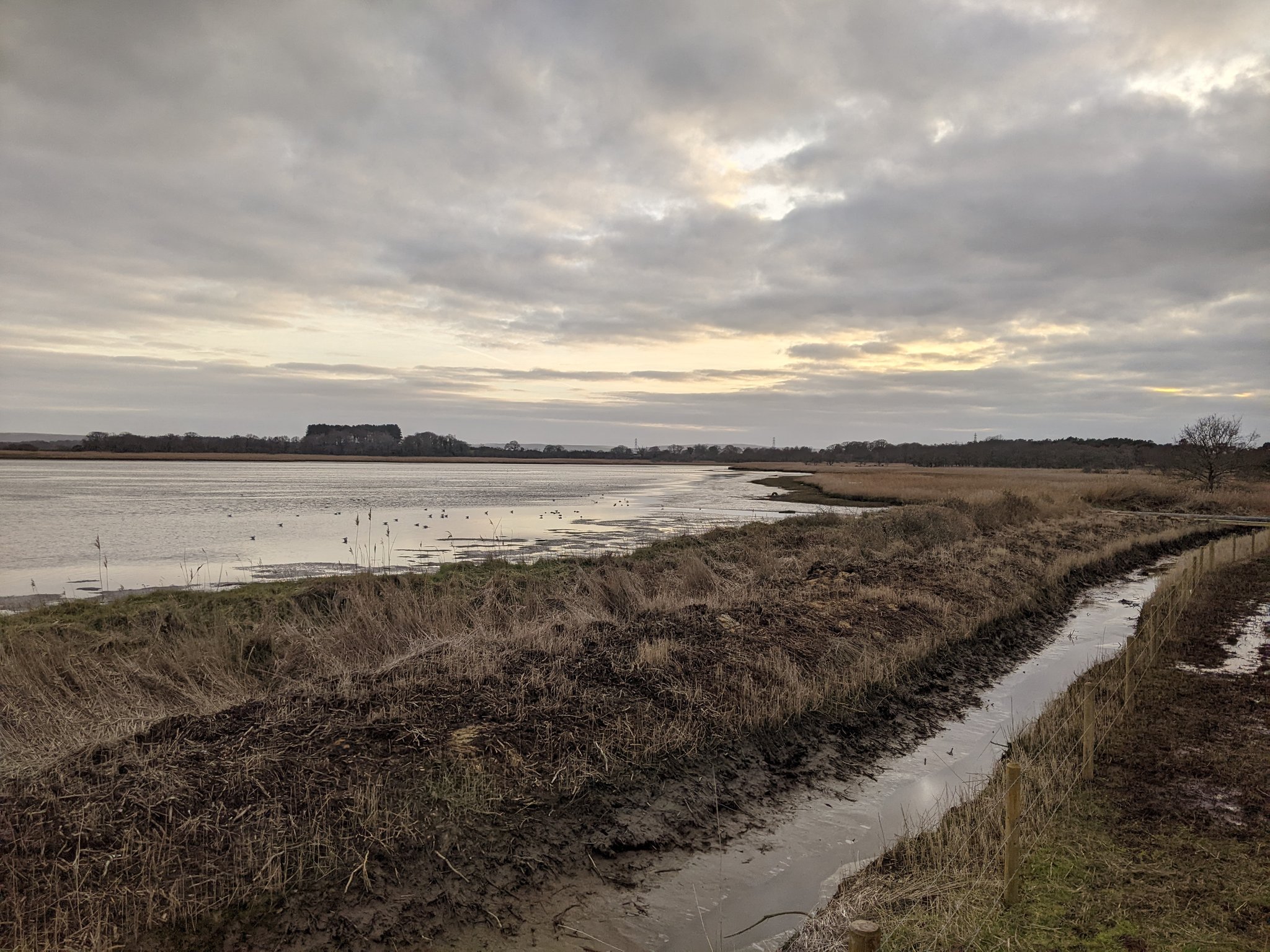 Harbour Update - posted 01/02/23 - Birds of Poole Harbour